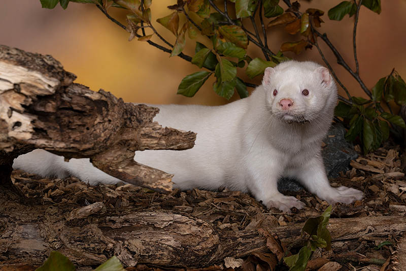 Minks as Pets: Discussing the Ethics | PangoVet