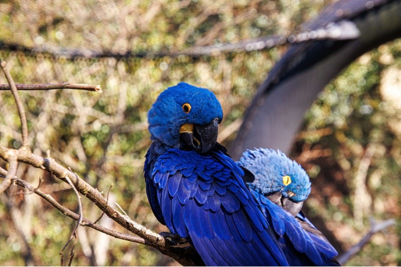 Glaucous Macaw Hyacinth Macaw | Akron Zoo