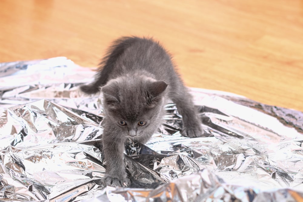 What to Do if My Cat Ate Aluminum Foil? Vet-Reviewed Facts & FAQ | PangoVet