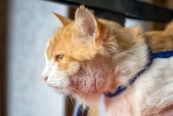 Lumps and Bumps on a Cat's Skin (Vet Answer): When to Worry | PangoVet
