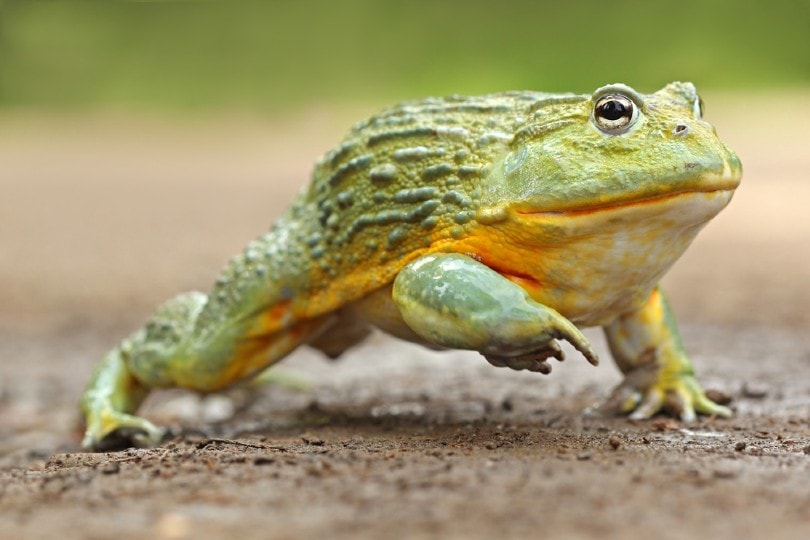 Do African Bullfrogs Make Good Pets Vet Approved Facts PangoVet