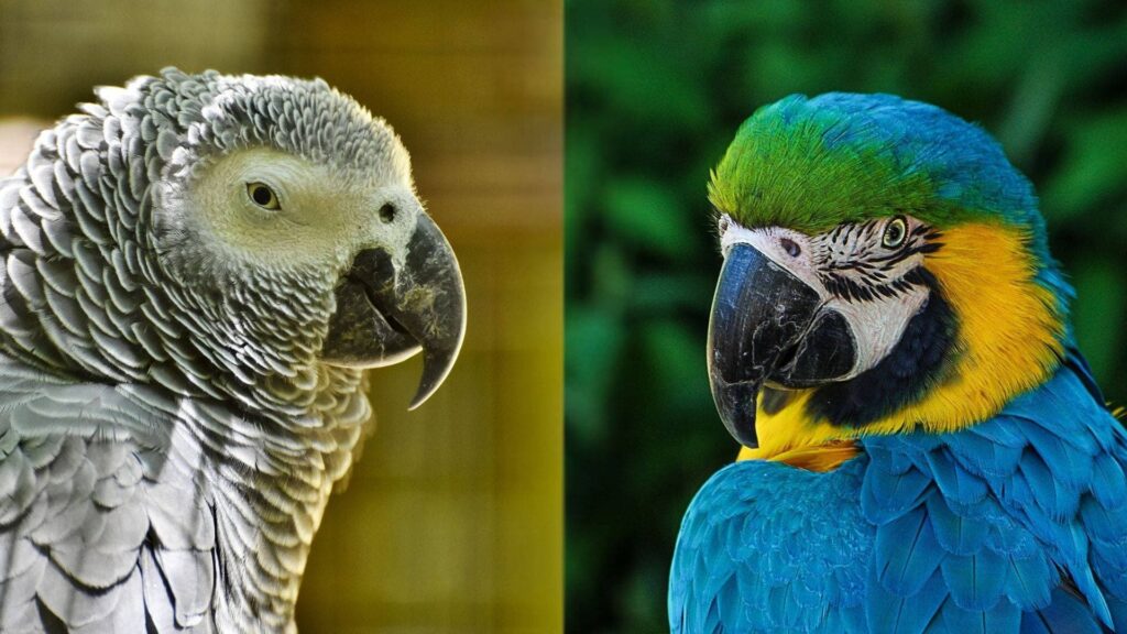 Can Macaws and African Greys Live in the Same Cage? Compatibility Facts ...