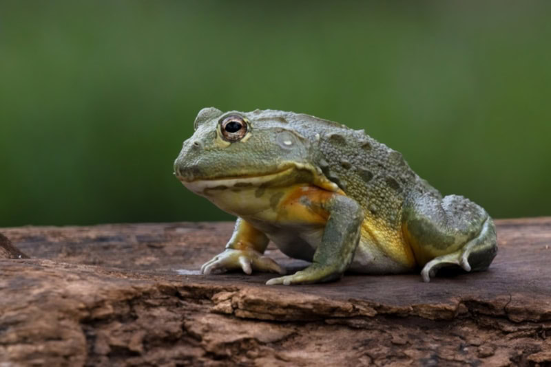 African Bullfrog Teeth