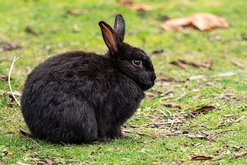 13 Calmest Rabbit Breeds (With Info & Pictures) | PangoVet