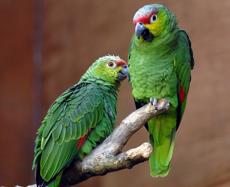 How Do Parrots Mate and Reproduce? Vet-Reviewed Science & Facts! | PangoVet
