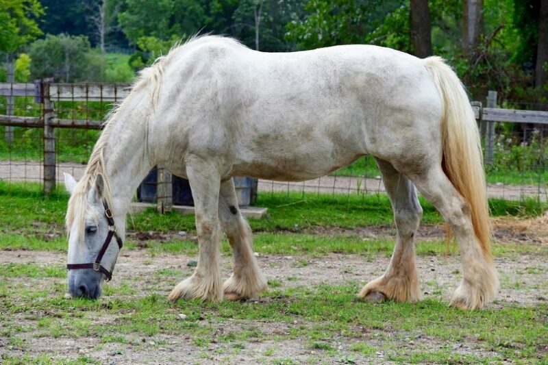 White Draft Horse Drafthorse White For Sale | Ehorses.com