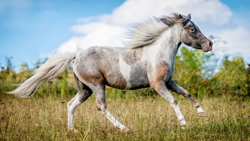 Miniature Horse: Info, Pictures, Temperament & Traits | PangoVet