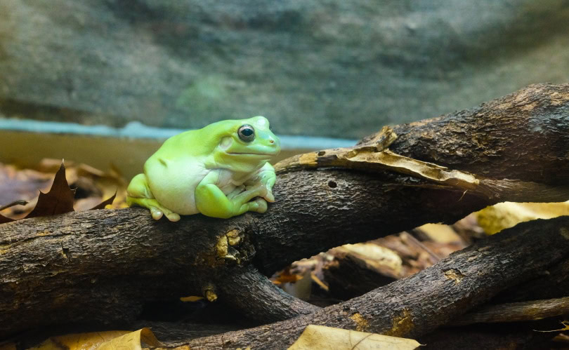 American Green Tree Frog Pet What Varieties Of Pet Frogs Can Be Held