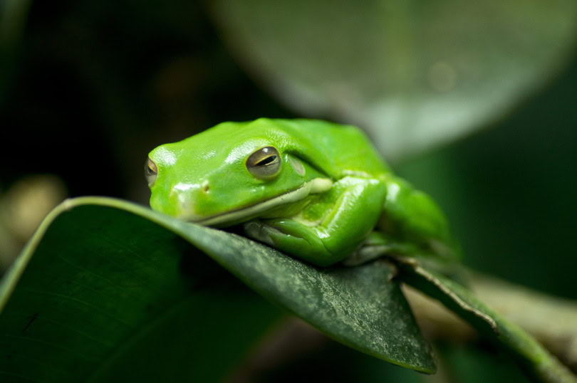 American Green Tree Frog: Info, Care Sheet, Lifespan & More (With ...