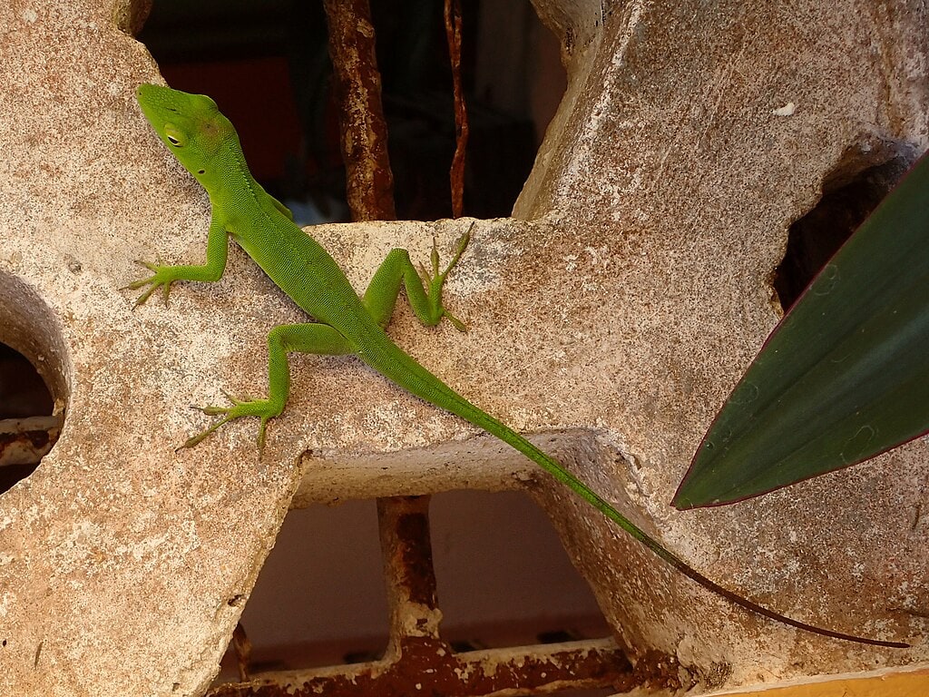 Jamaican Giant Anole