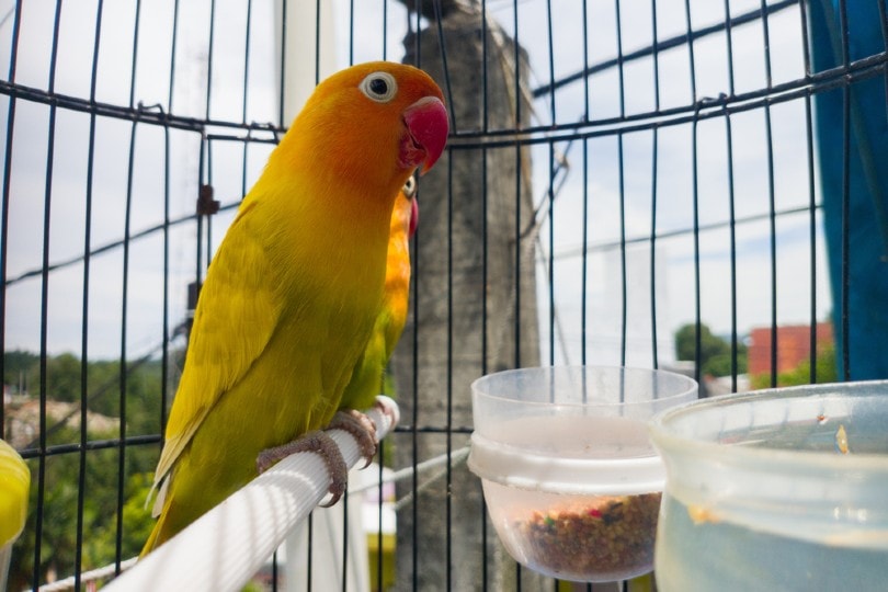 5 Lovebird Colors: Info & Facts (With Pictures) | PangoVet