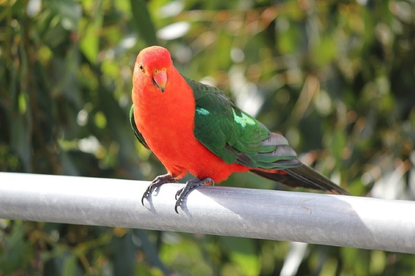 17 Types of Red Parrots (With Info & Pictures) | PangoVet
