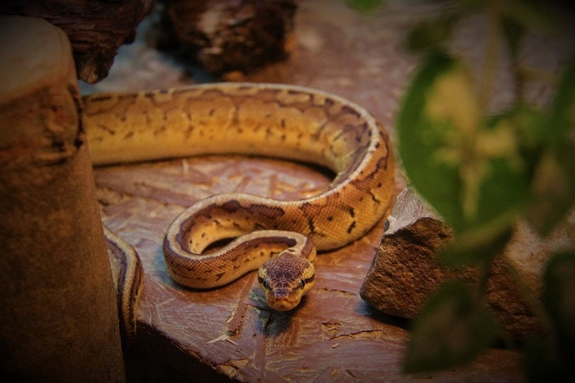 Ball Python Temperature & Humidity: The Complete Guide | PangoVet