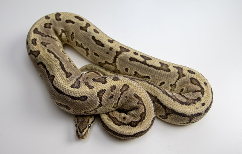 Ghost Ball Python Morph: Info, Pictures, Appearance & Care Guide | PangoVet
