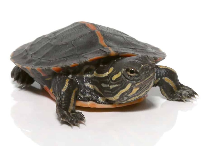 Do Turtles Have Ears? Vet-Reviewed Hearing & Other Senses Explanation ...