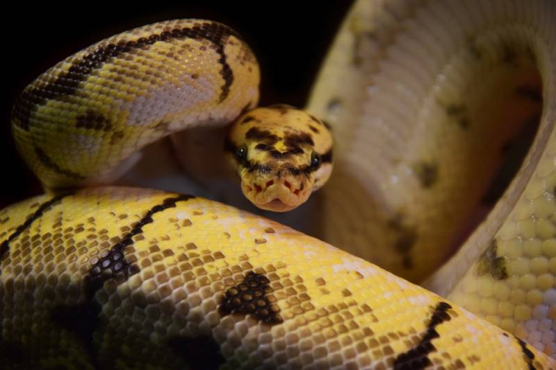 Killer Bee Ball Python Morph: Info, Traits & Care (with Pictures ...