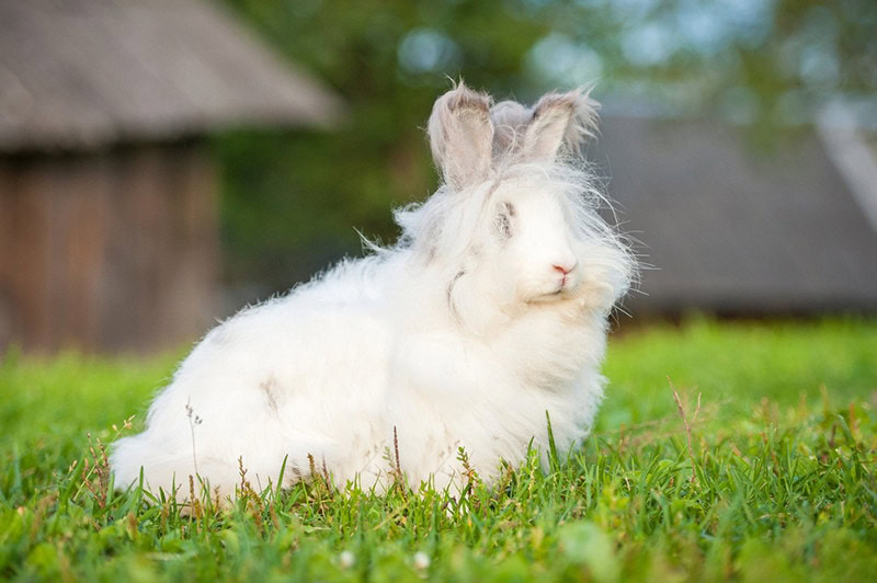 Angora Rabbit: Info, Care, Temperament, Habitat, Pictures & Traits ...