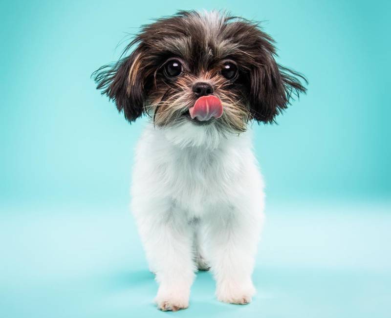 Mi-Ki Dog Breed: Info, Pictures, Care & Traits | PangoVet