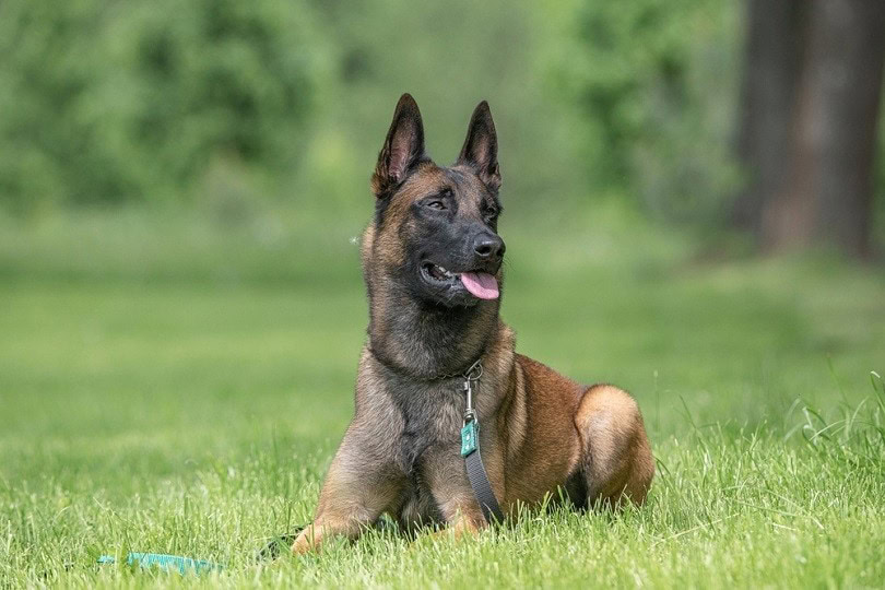 Belgian Military Dog Breed