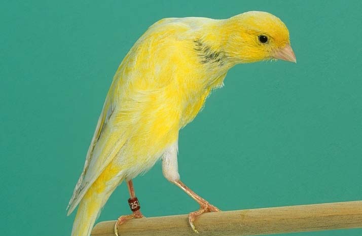 Belgian Fancy Canary: Info, Pictures, Personality & Care Guide | PangoVet