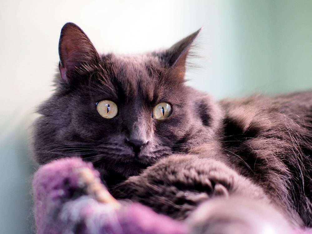 Maine Coon Bengal Blanding Maine Coon Cat Breed Profile: Guide To This