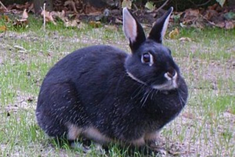 Silver Marten Rabbits