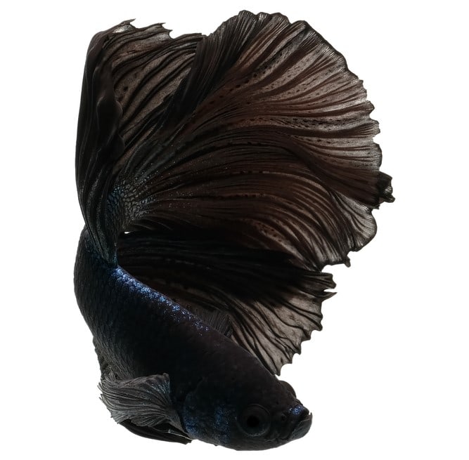 10 Rare Betta Fish Colors (With Info & Pictures) | PangoVet