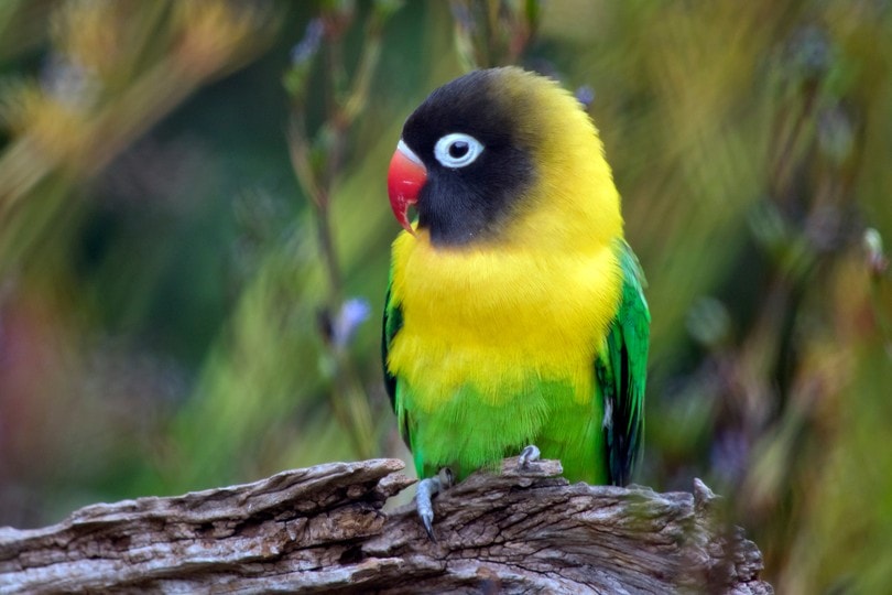 5 Lovebird Colors: Info & Facts (With Pictures) | PangoVet