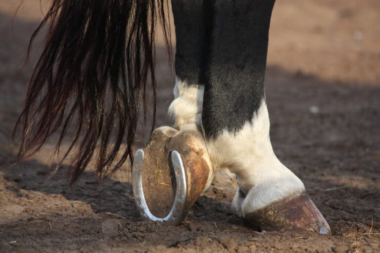 6 Types of Horse Shoes and Their Differences (With Pictures) | PangoVet