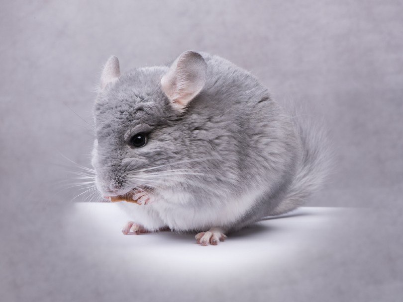 White Sapphire Chinchilla