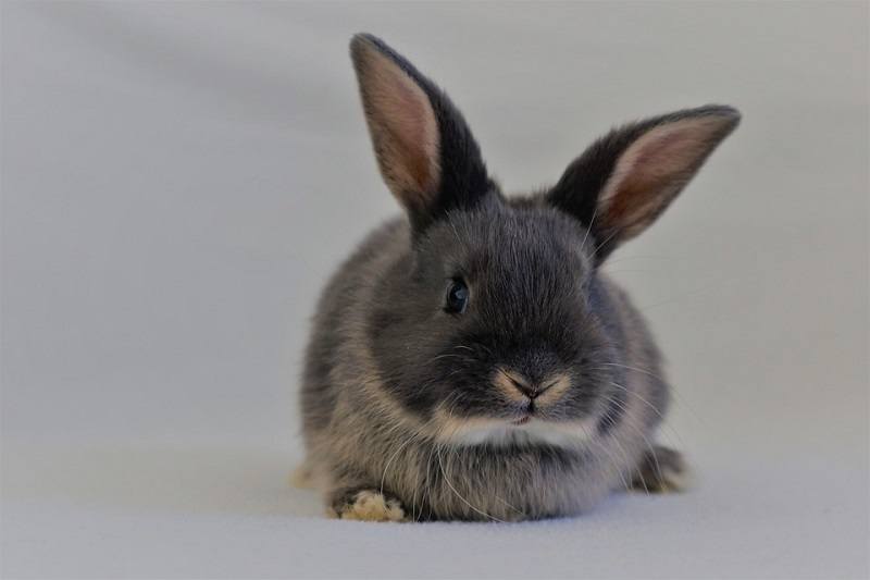 45 Rabbit Coat Colors & Patterns (With Pictures) | PangoVet