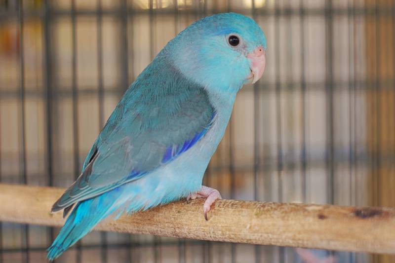 12 Parrotlet Color Mutations: Info & Facts (With Pictures) | PangoVet