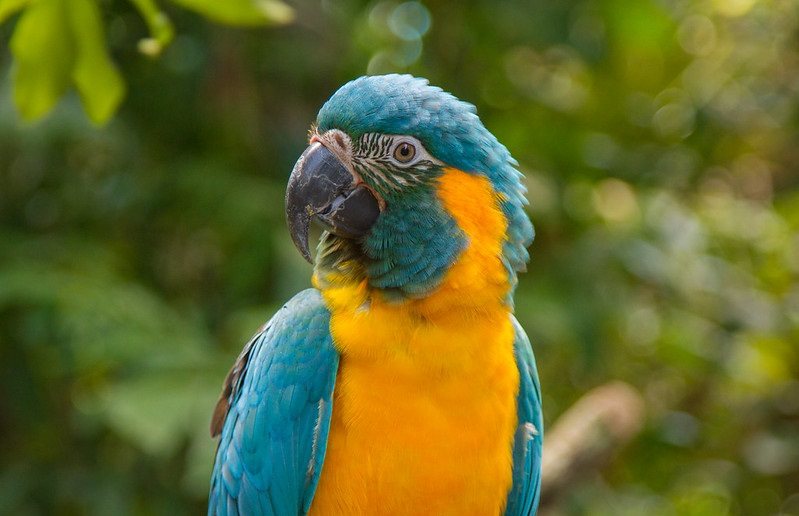 7 Rarest Parrots in the World in 2025 (With Info & Pictures) | PangoVet