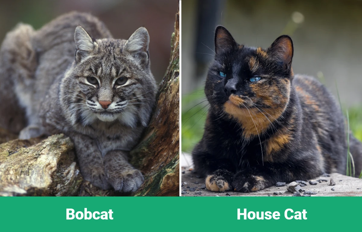 Bobcat vs House Cat: Similarities & Differences (With Pictures) | PangoVet