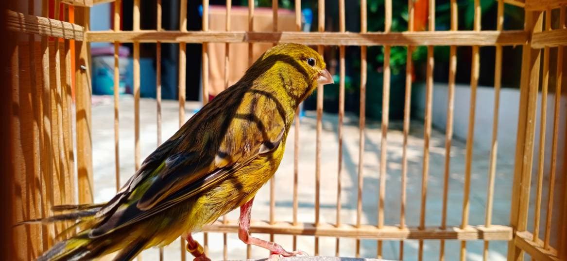 14 Types of Canary Bird Varieties & Colors (With Info & Pictures ...