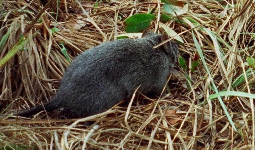 10 Largest Rodents in the World (With Info & Pictures) | PangoVet