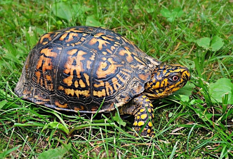 Snapping Turtle vs. Box Turtle: Key Differences (With Pictures) | PangoVet