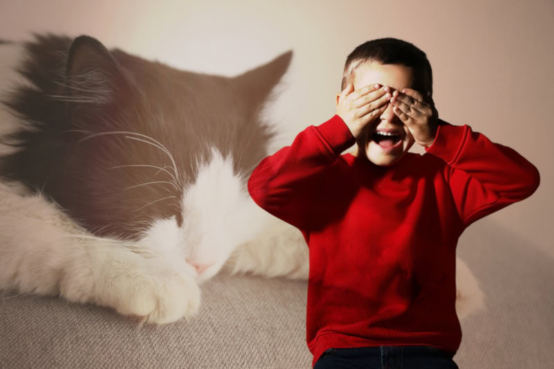 Is Fear of Cats Real? Ailurophobia Explained | PangoVet