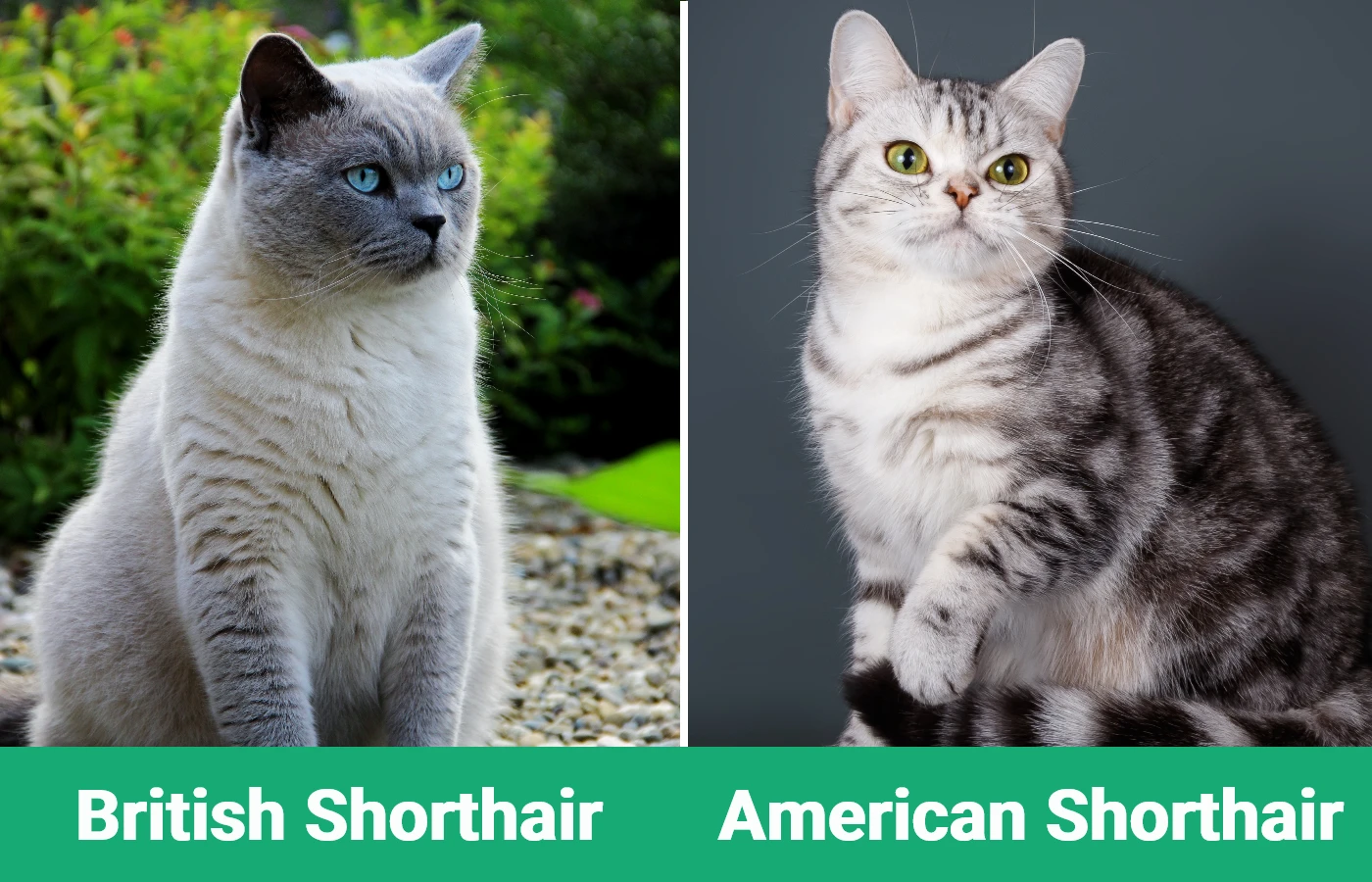 British Shorthair vs. American Shorthair: The Key Differences (With ...