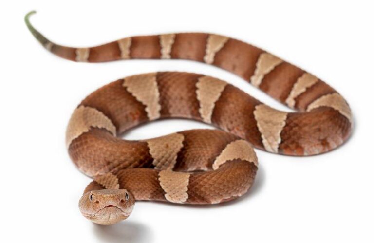 9 Snakes That Look Like Copperheads (With Info & Pictures) | PangoVet