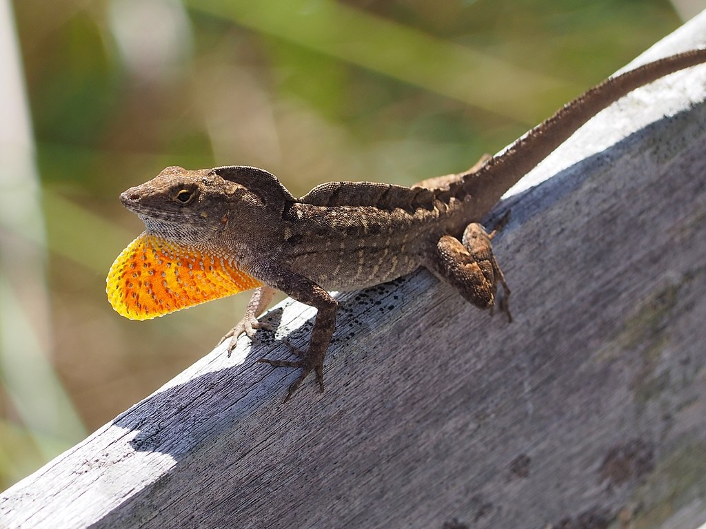 8 Anoles That You Can Keep as Pets (With Info & Pictures) | PangoVet