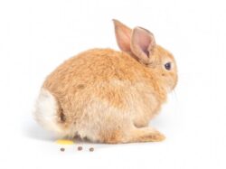Rabbit Urine Color Chart: Vet Reviewed Info & Graphics | PangoVet
