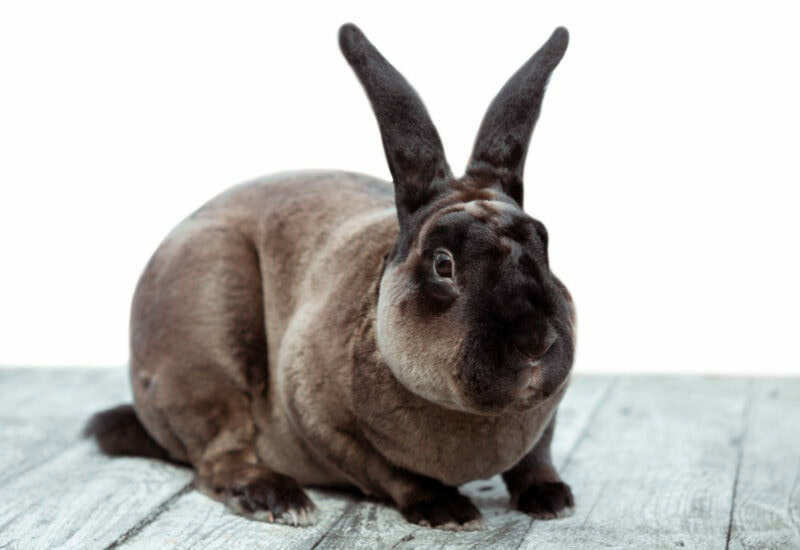 30 Show Rabbit Breeds (With Info & Pictures) | PangoVet