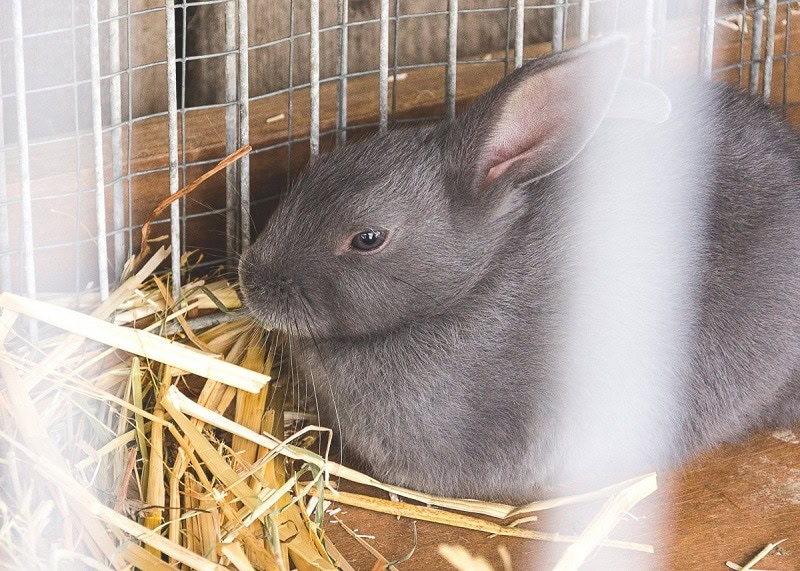 45 Rabbit Coat Colors & Patterns (With Pictures) | PangoVet