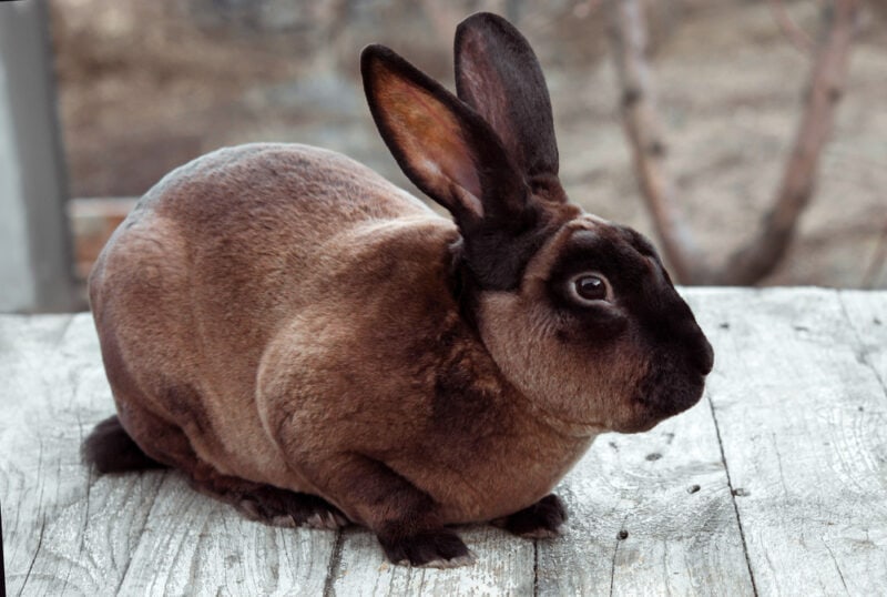 Castor Rex Rabbit: Pictures, Info, Traits, Behavior & Care | PangoVet