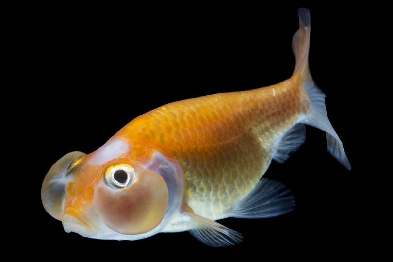 Bubble Fish Information Bubble Eye Goldfish: The Complete Care Guide