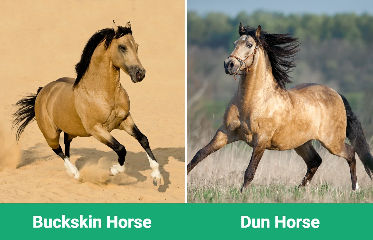 Dun Horse