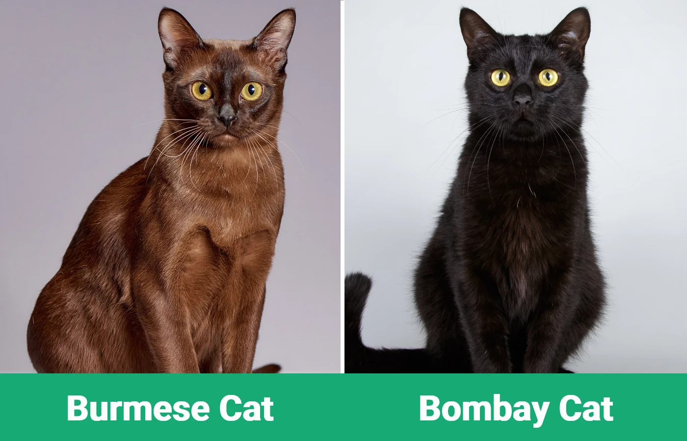 Burmese vs Bombay Cat: The Differences (With Pictures) | PangoVet