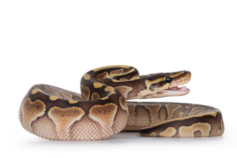 Butter Ball Python Morph: Info, History, & Care (with Pictures) | PangoVet