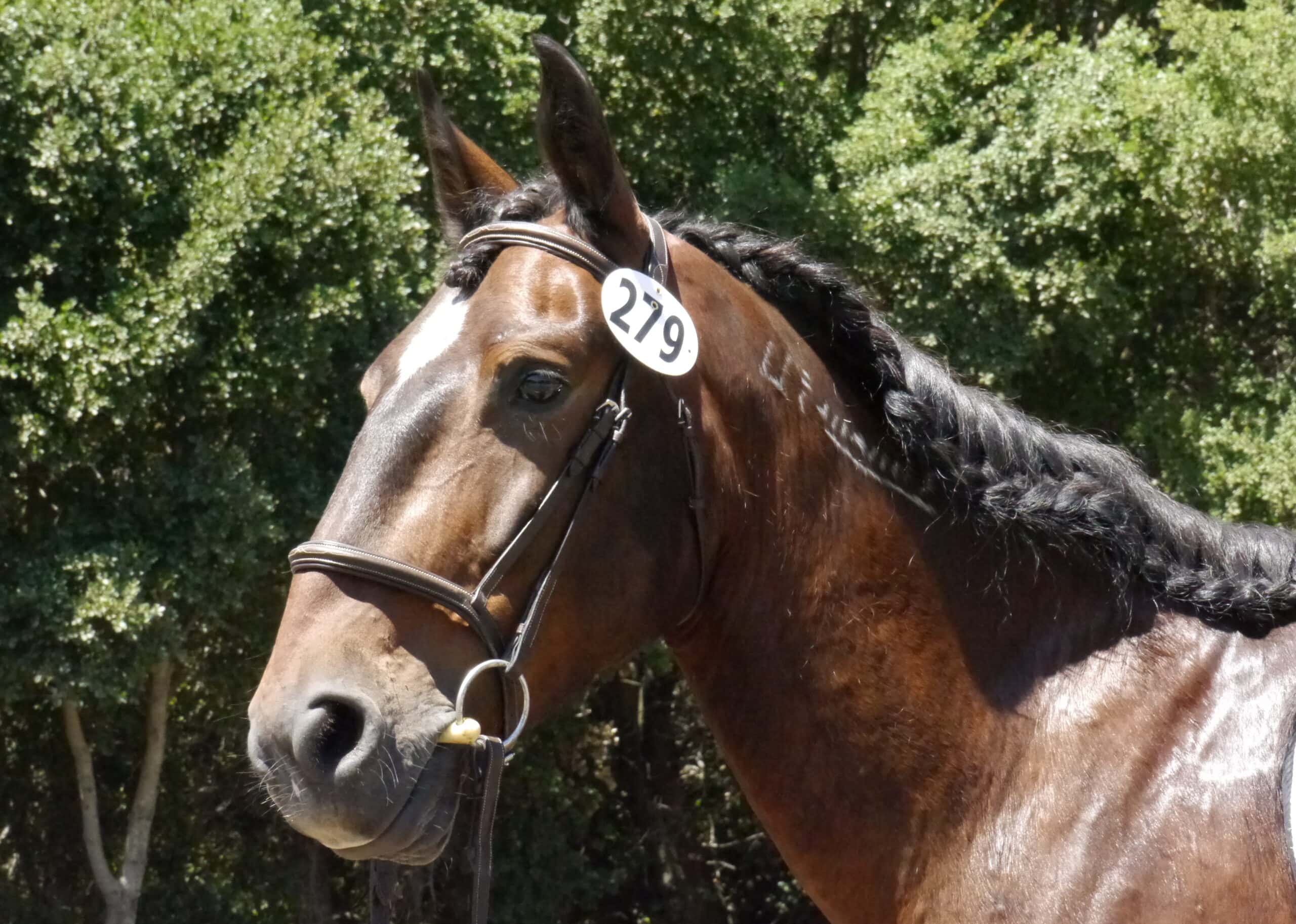 6 Beautiful Horse Mane Styles You Can Do Yourself (With Pictures ...